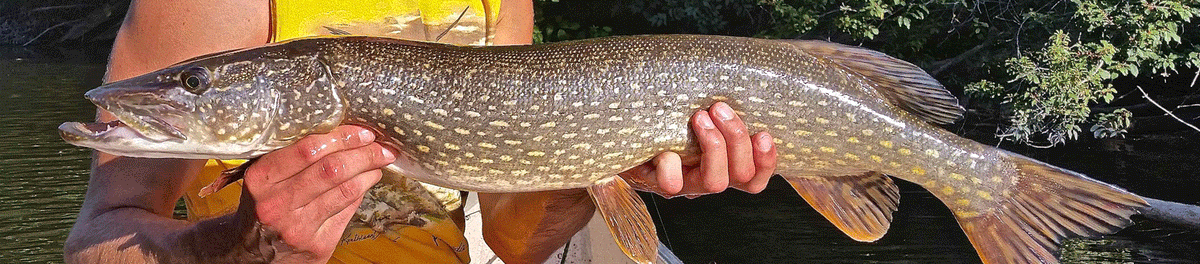 Jack Wacker | Jack Wacker Fishing Gear Co. | The Ultimate Spinner Rig